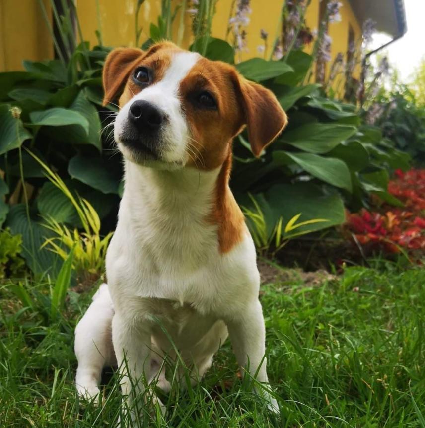Name: ALE JACK breeding centre Dog jack russell terrier Polska ...