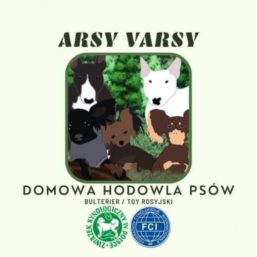 Name: Arsy-Varsy (FCI) breeding centre Dog russian toy Polska ...