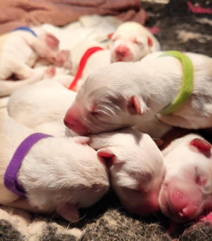 Name: Royal White Wolves breeding centre Dog white swiss shepherd dog ...