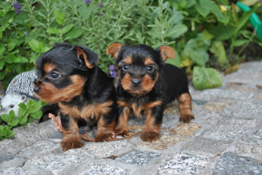 Name: ALF breeding centre Dog yorkshire terrier Polska - WORLDPETNET