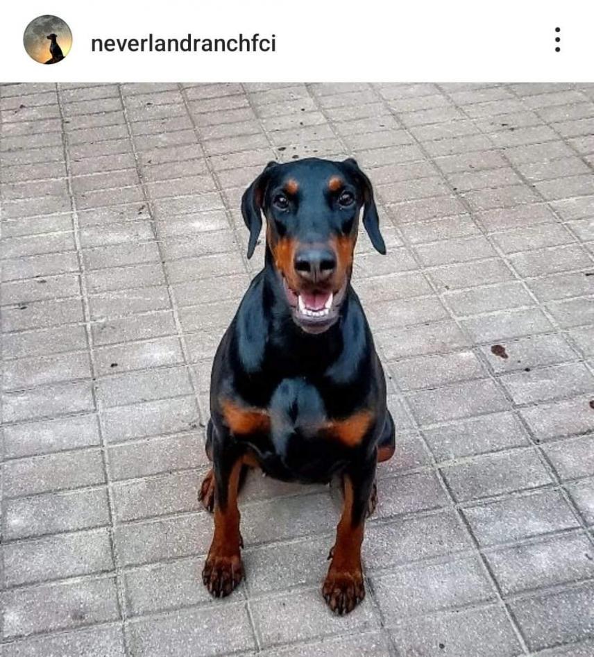 Neverland Ranch FCI breeding centre Dog doberman Polska - WPN ...