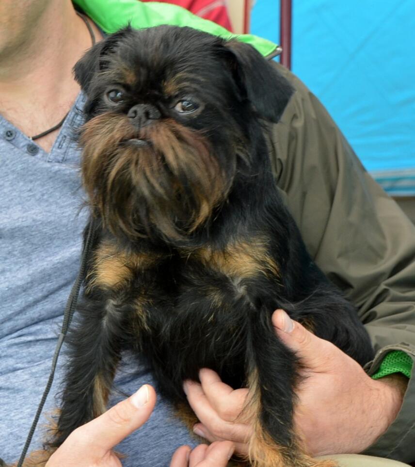 Name: Griffon-Land FCI breeding centre Dog griffon belge Polska ...