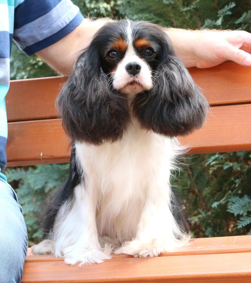 Name: Dobry Rok FCI breeding centre Dog cavalier king charles spaniel ...