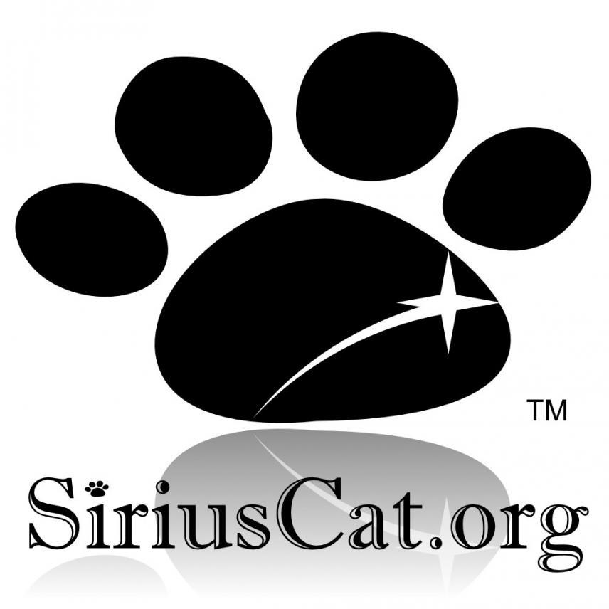 Name: Sirius Cat Organization shelter Japan Akishima - WORLDPETNET
