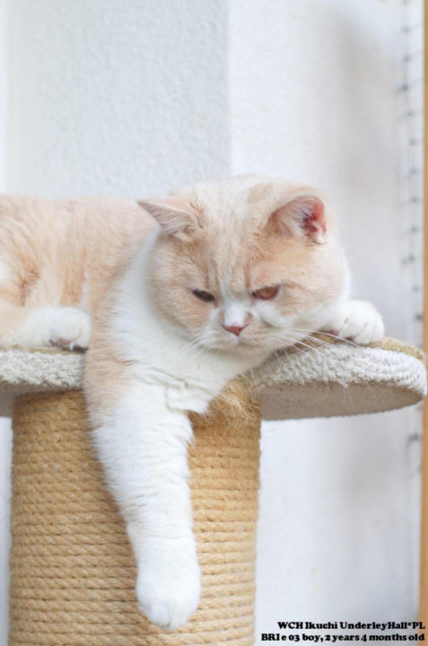 Name: Ikuchi UnderleyHall*PL sire Cat british shorthair Polska ...