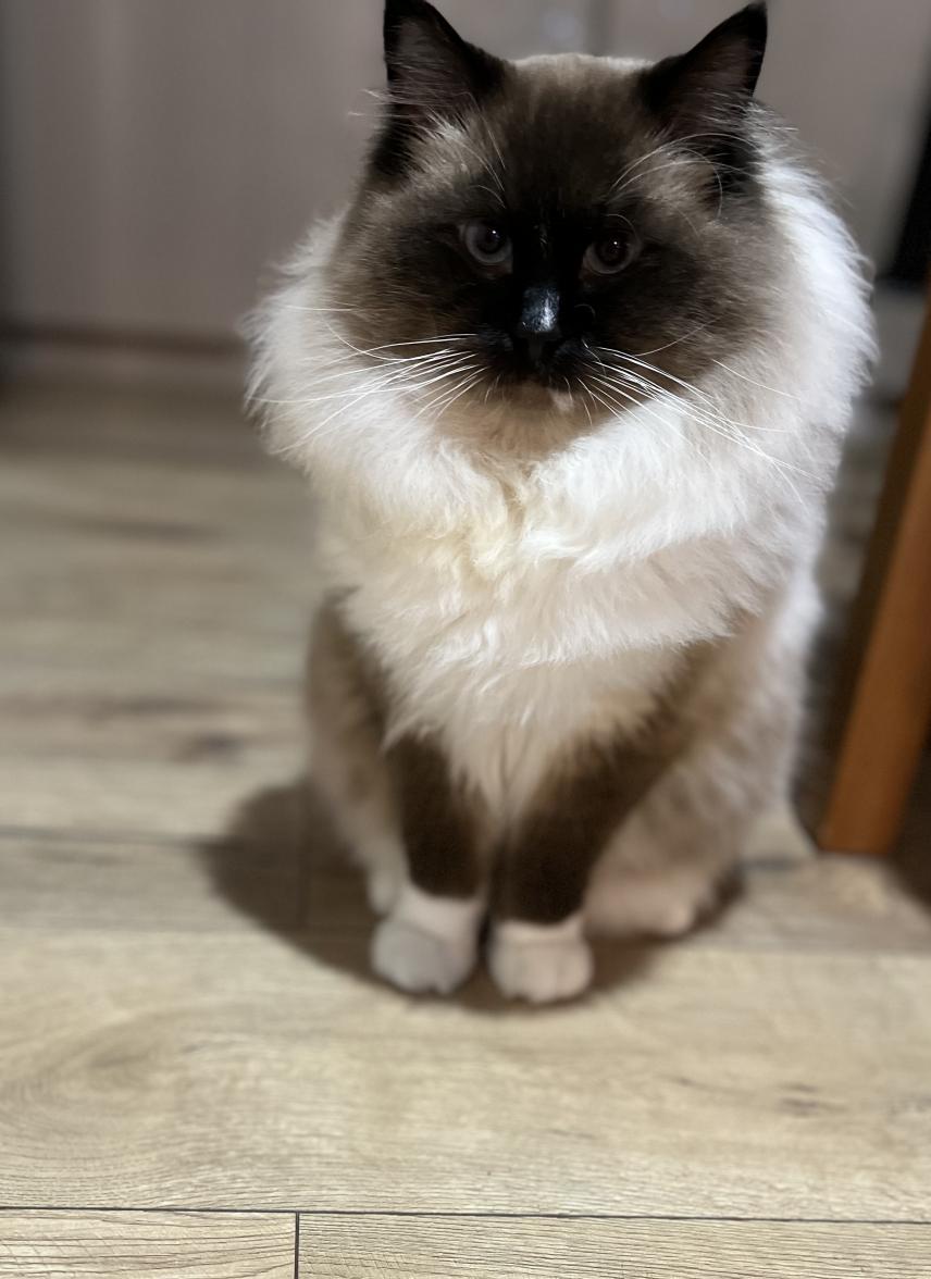Name: Ludwik KotyAnna*PL sire Cat ragdoll Polska - WORLDPETNET