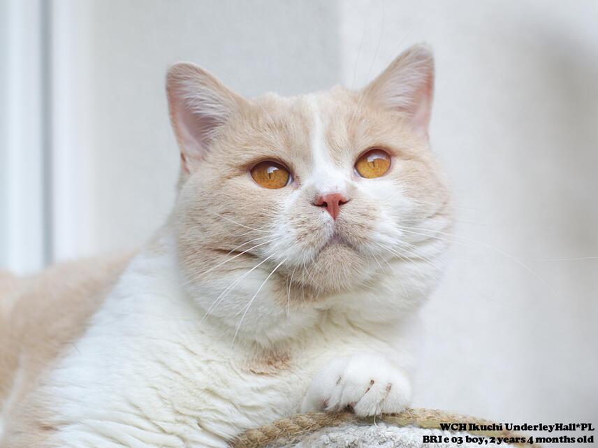 Name: Ikuchi UnderleyHall*PL sire Cat british shorthair Polska ...