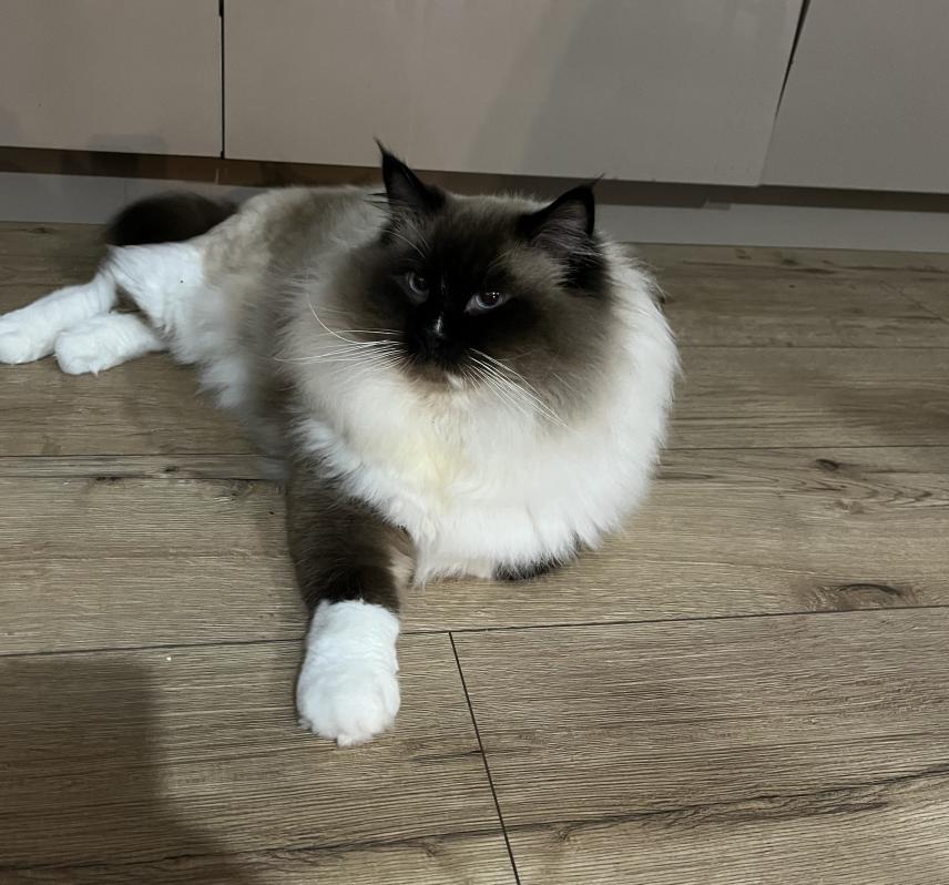Name: Ludwik KotyAnna*PL sire Cat ragdoll Polska - WORLDPETNET