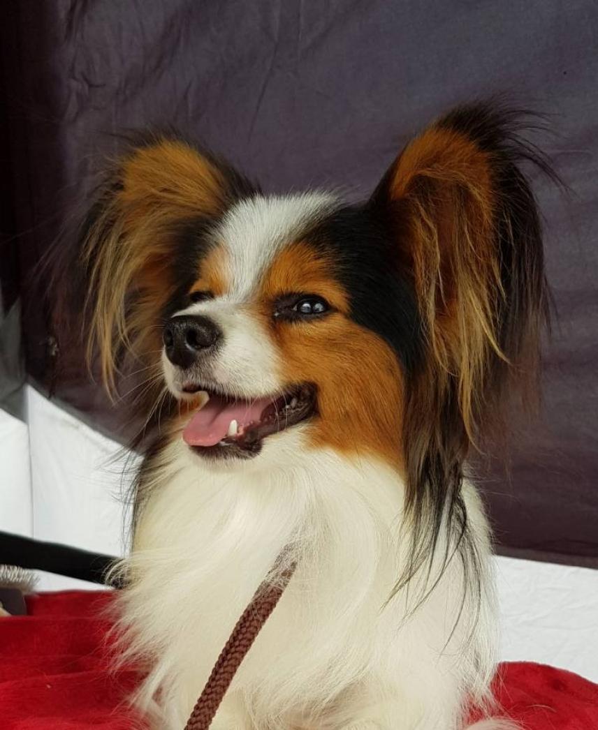 RAIN OF GOLD Collin sire Dog spaniel kontynentalny miniaturowy Polska ...