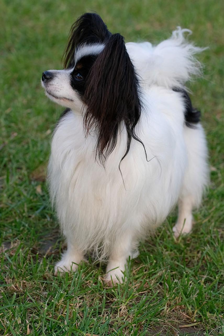 Name: BORN TO WIN Collin sire Dog continental toy spaniel Polska ...