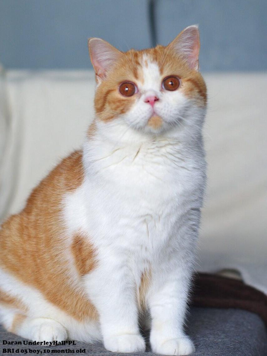 Name: Daran UnderleyHall*PL sire Cat brytyjski krótkowłosy Polska ...